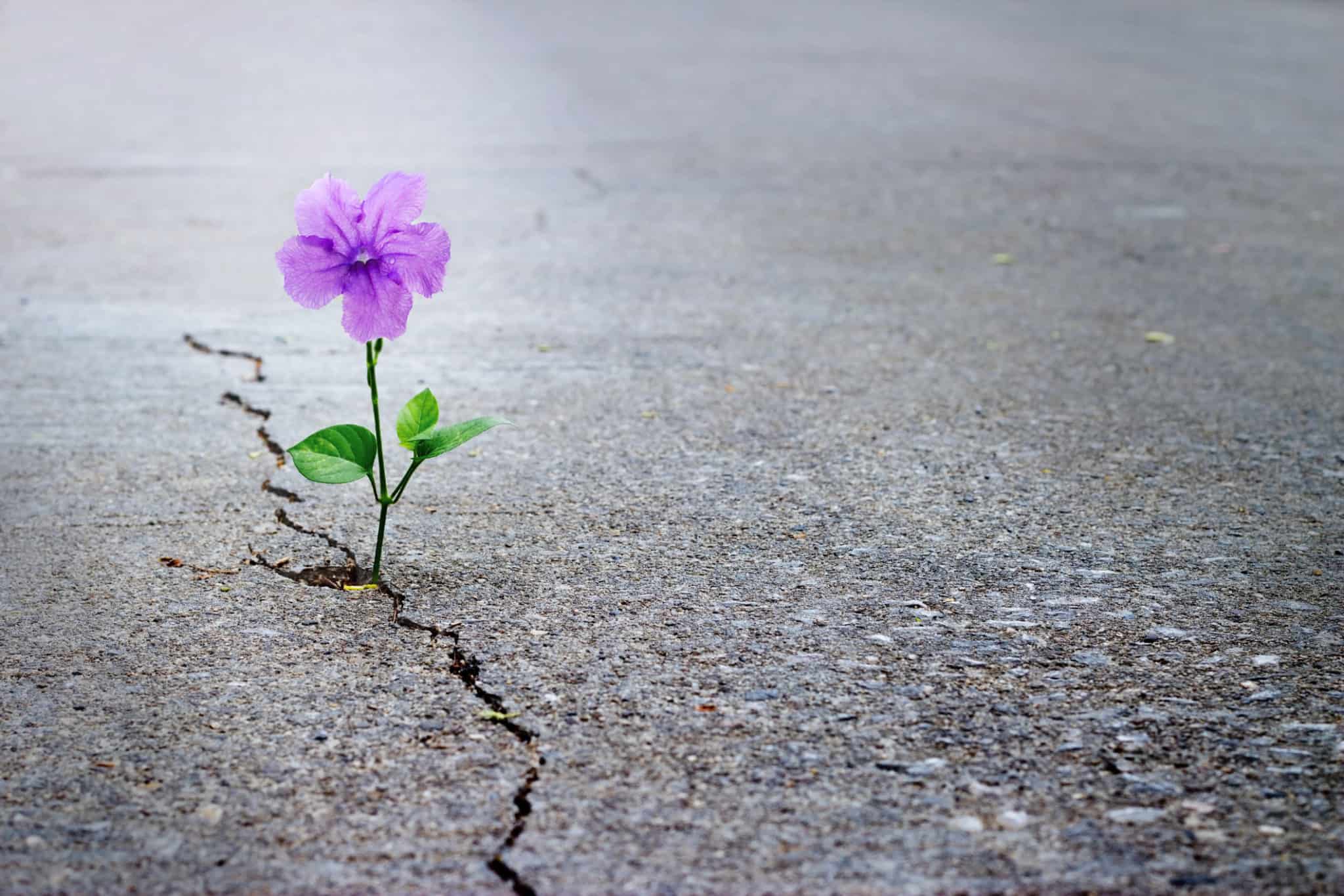 3 Canadian Stocks to Buy This Spring | The Motley Fool Canada